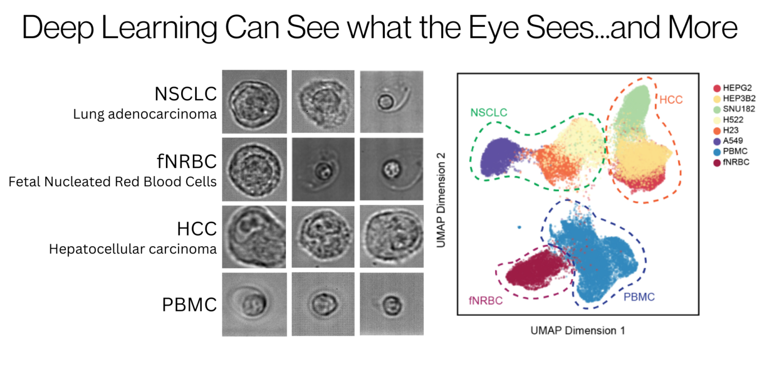 Bringing High Dimensionality to Single Cell Morphology – Deepcell